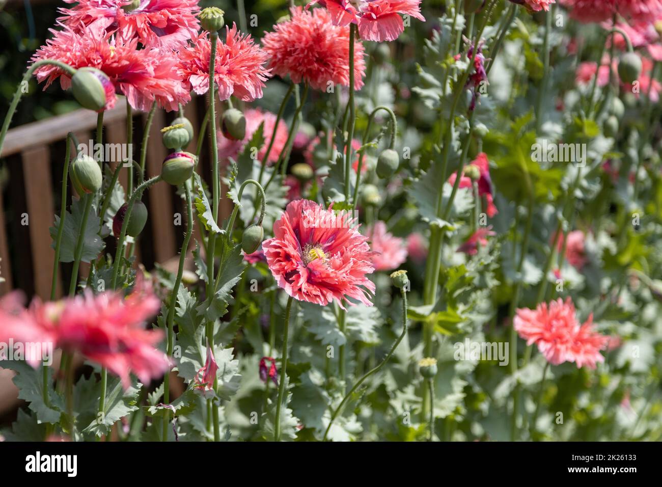 Red fringed poppy, Papaver lacinatum (Chrimson Feathers) and its ...