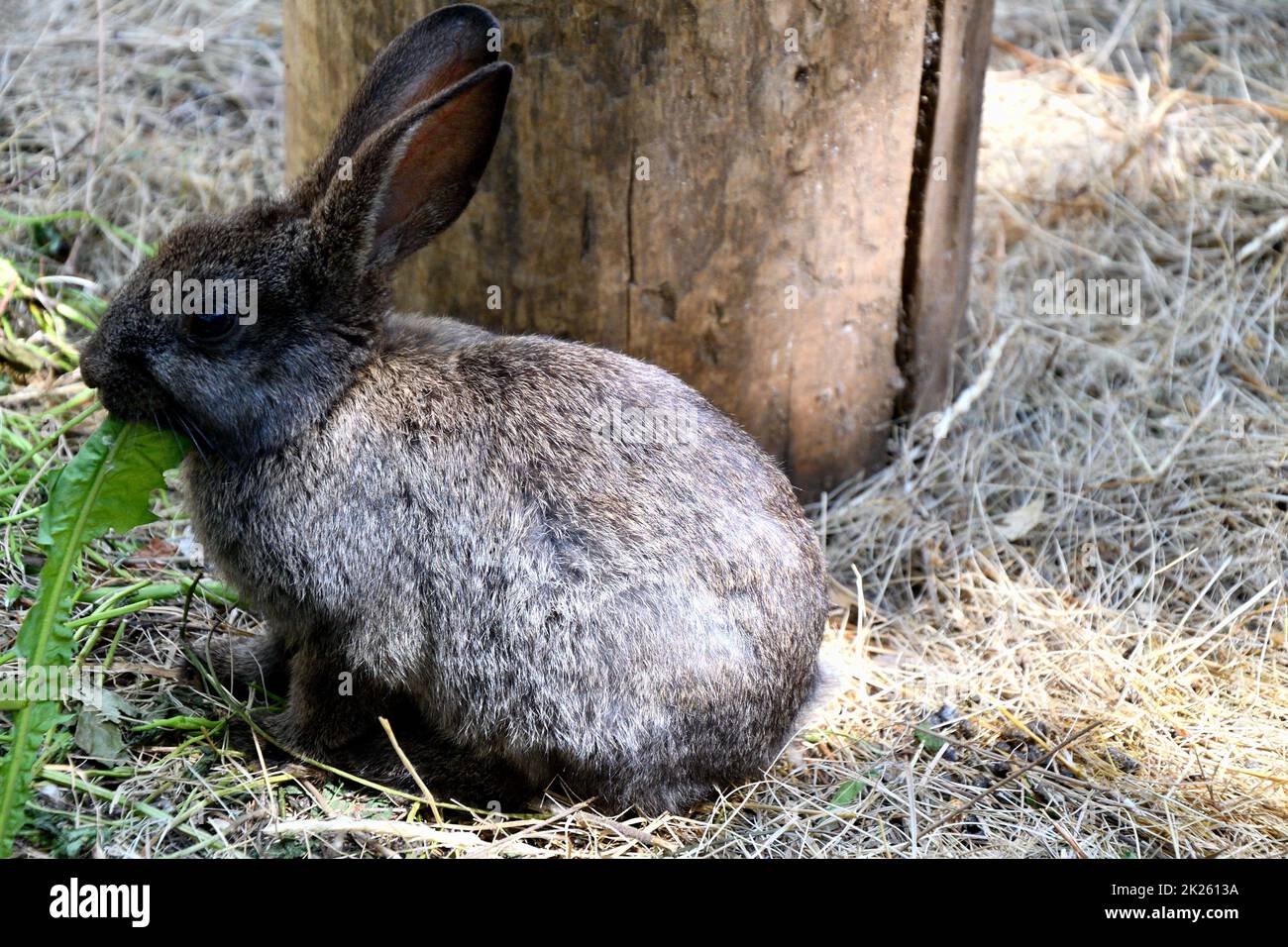 Rabbit on the farm Stock Photo - Alamy