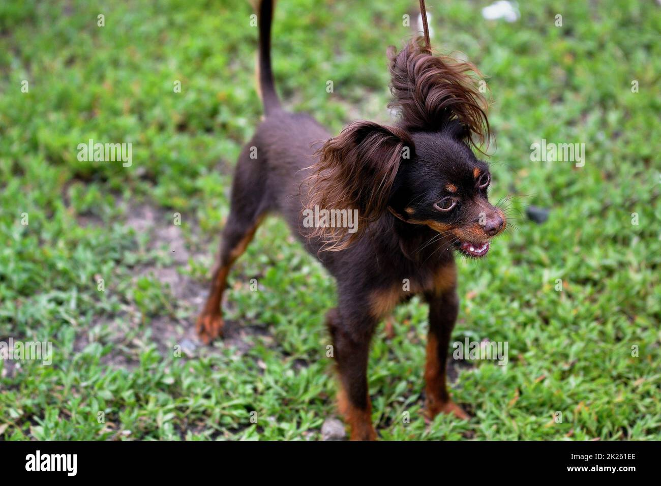 Dog of the breed Russian toy Stock Photo - Alamy