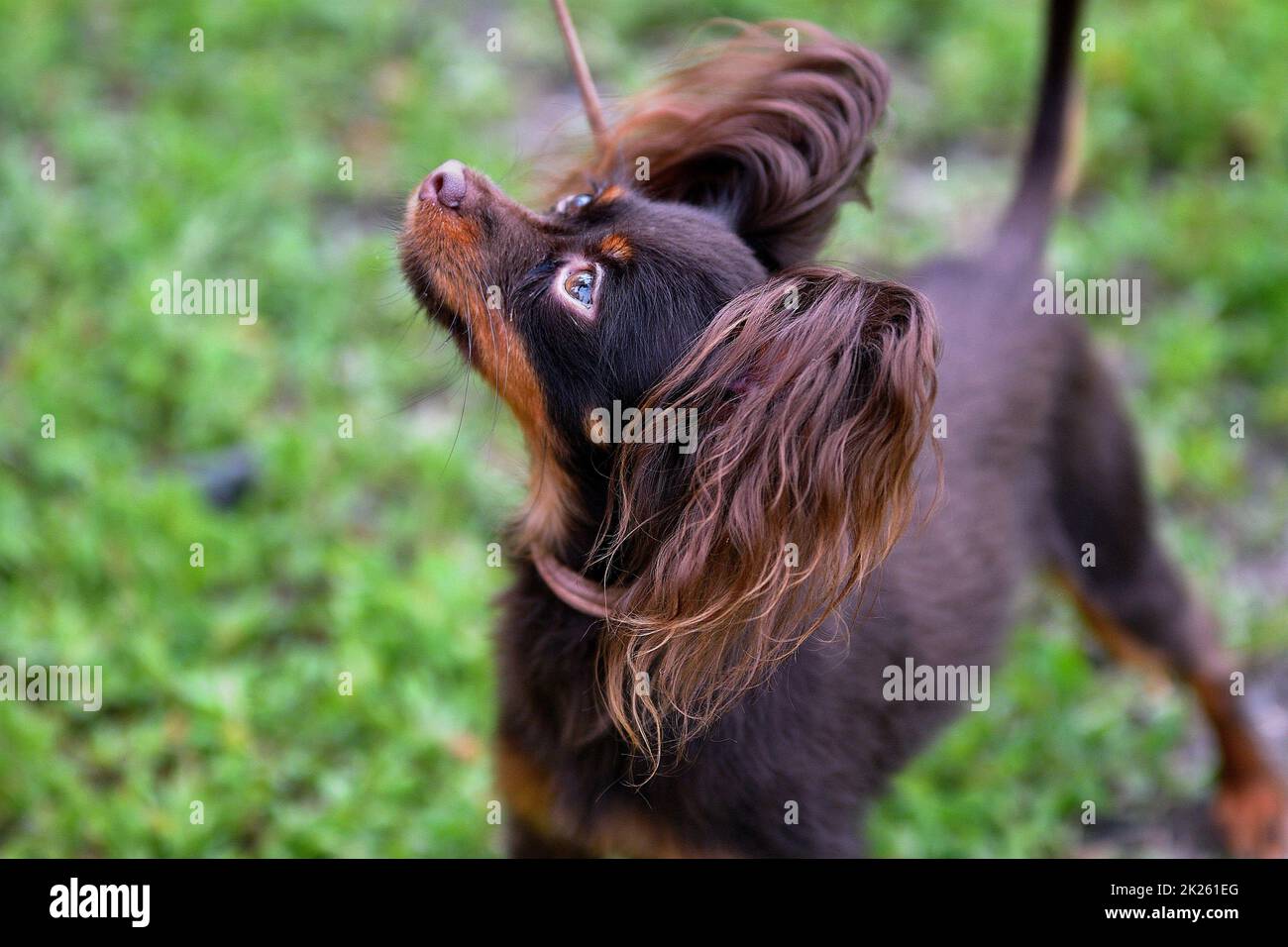 Dog of the breed Russian toy Stock Photo - Alamy