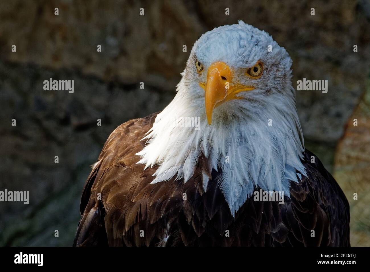 Bald eagle eyes hi-res stock photography and images - Alamy