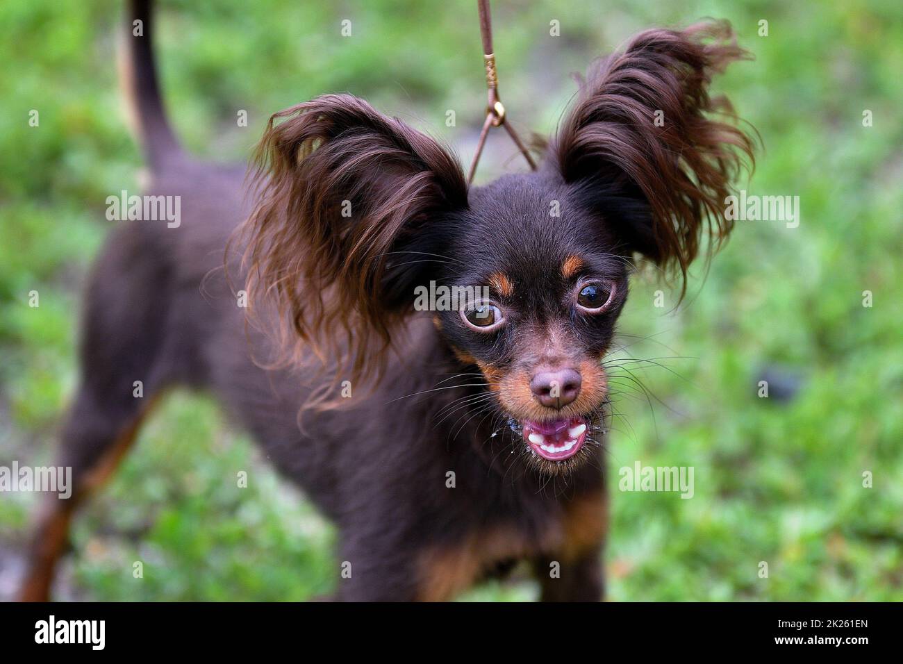 Dog of the breed Russian toy Stock Photo - Alamy