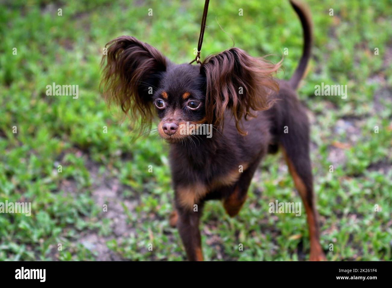 Dog of the breed Russian toy Stock Photo - Alamy