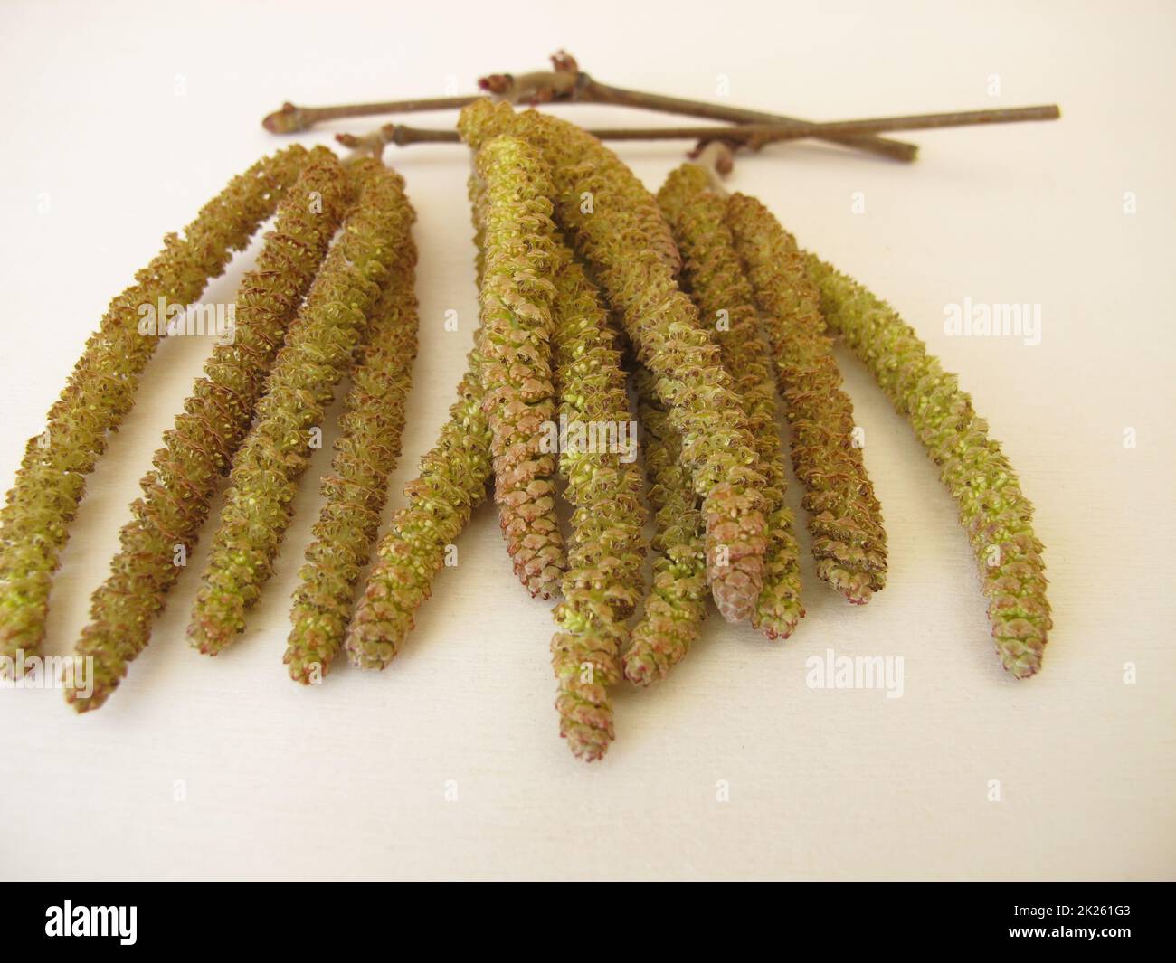 Hazel catkins, hazel flowers from hazel bush for herbal tea or as ...