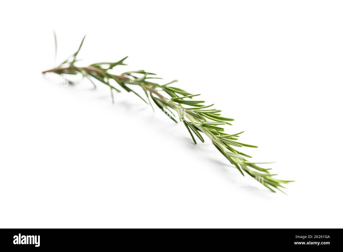 Green rosemary branch Stock Photo - Alamy