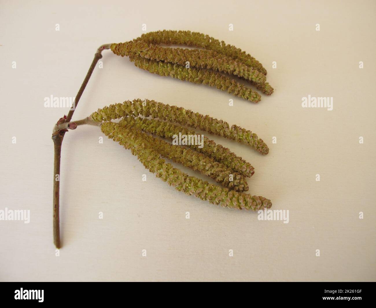 Hazel catkins, hazel flowers from hazel bush for herbal tea or as ...