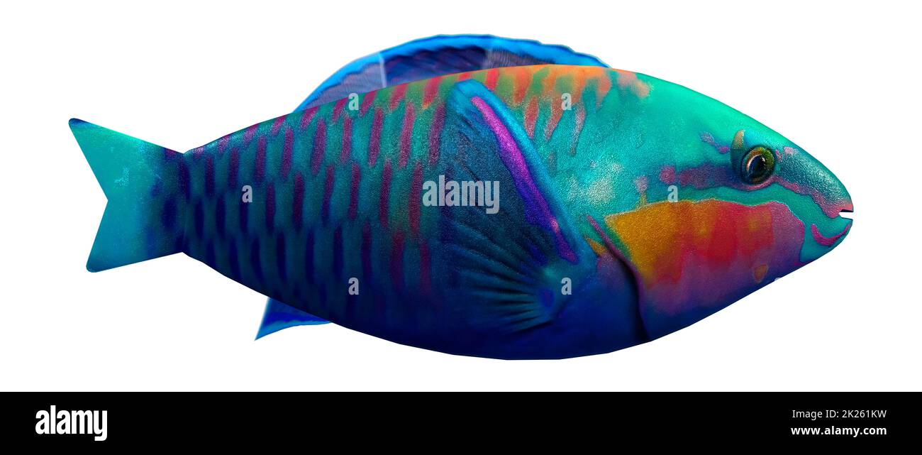 3D Rendering Tropical Fish on White Stock Photo - Alamy