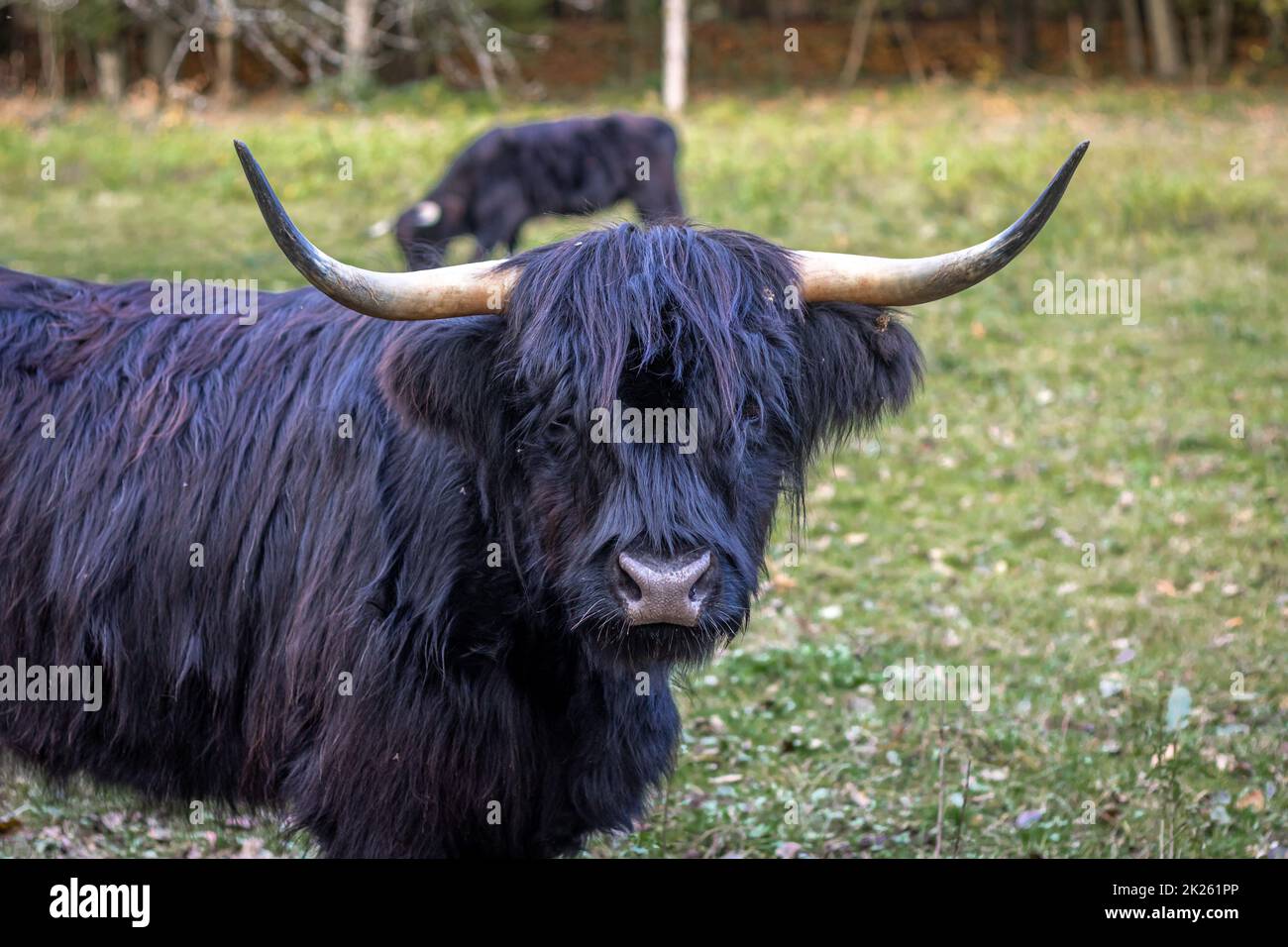 Scottish highland cattles at german meadow Stock Photo - Alamy