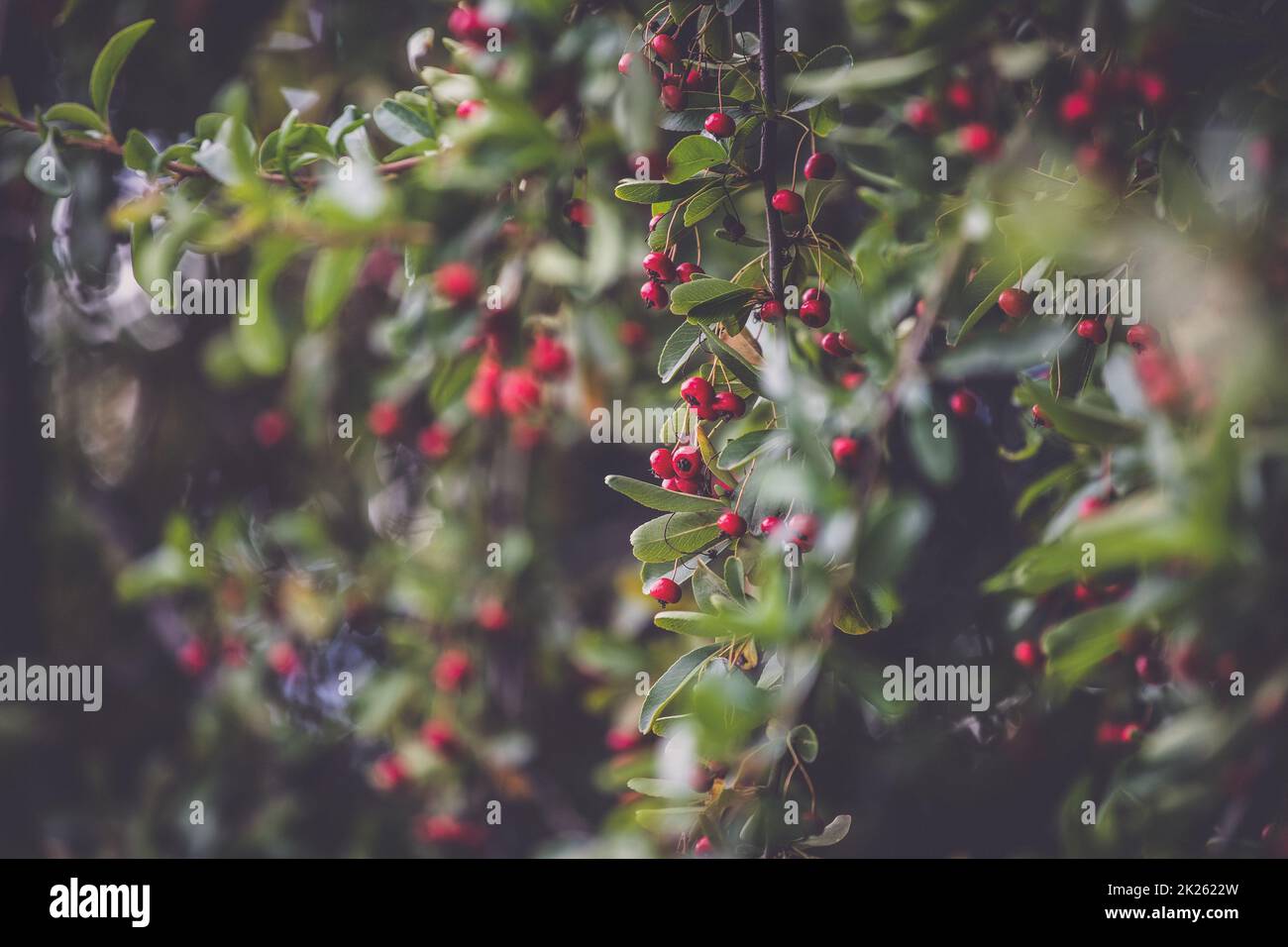 Berries on bush close hi-res stock photography and images - Alamy
