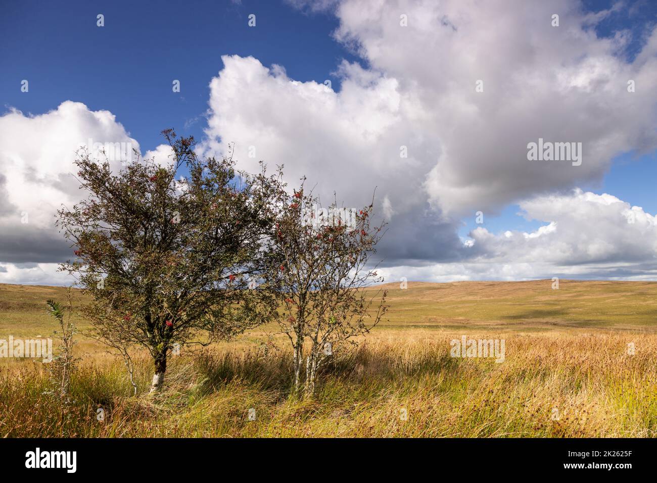Hawthorne trees on the Denbigh moors, North Wales Stock Photo - Alamy