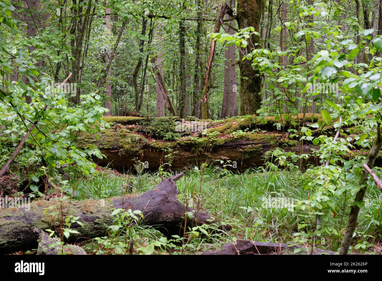 Dead moss hi-res stock photography and images - Alamy