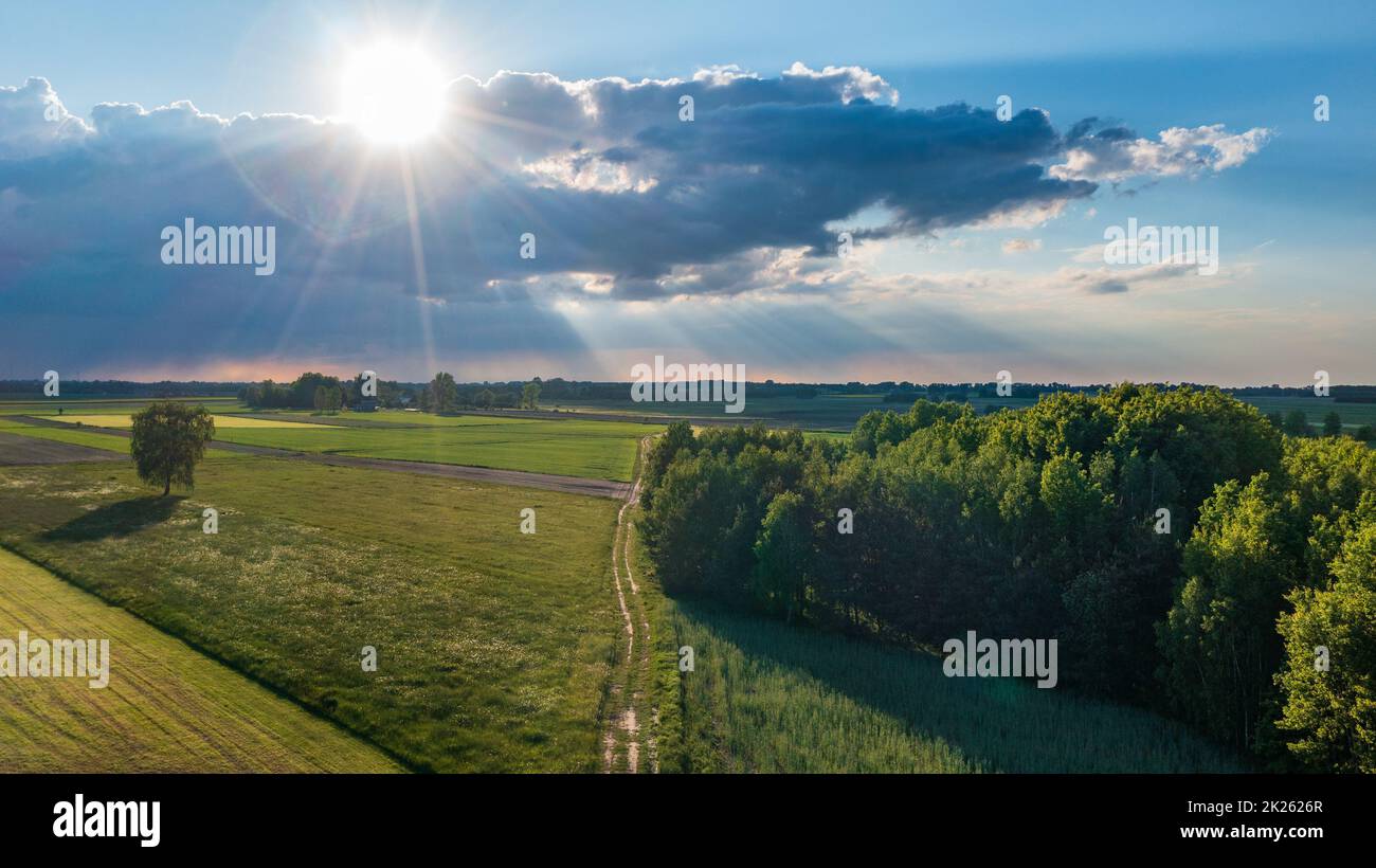 Field with trees landscape from aerial Stock Photo - Alamy