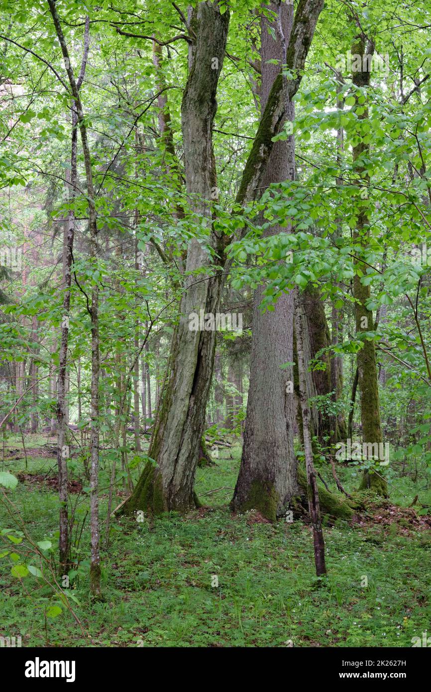 Deciduous stand with hornbeams and spruce tree Stock Photo - Alamy