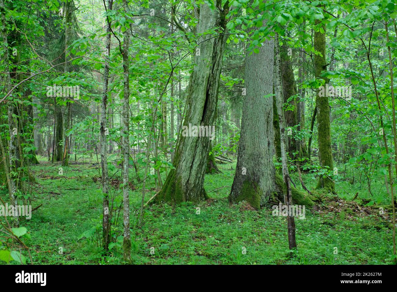 Deciduous stand with hornbeams and spruce tree Stock Photo - Alamy