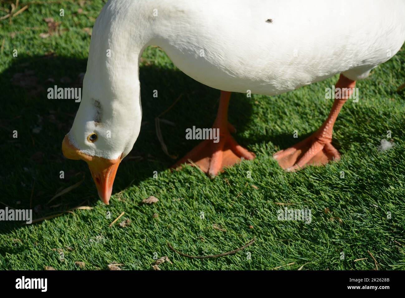 Goose in zoo. White Chinese goose eating eating green grass Stock Photo ...