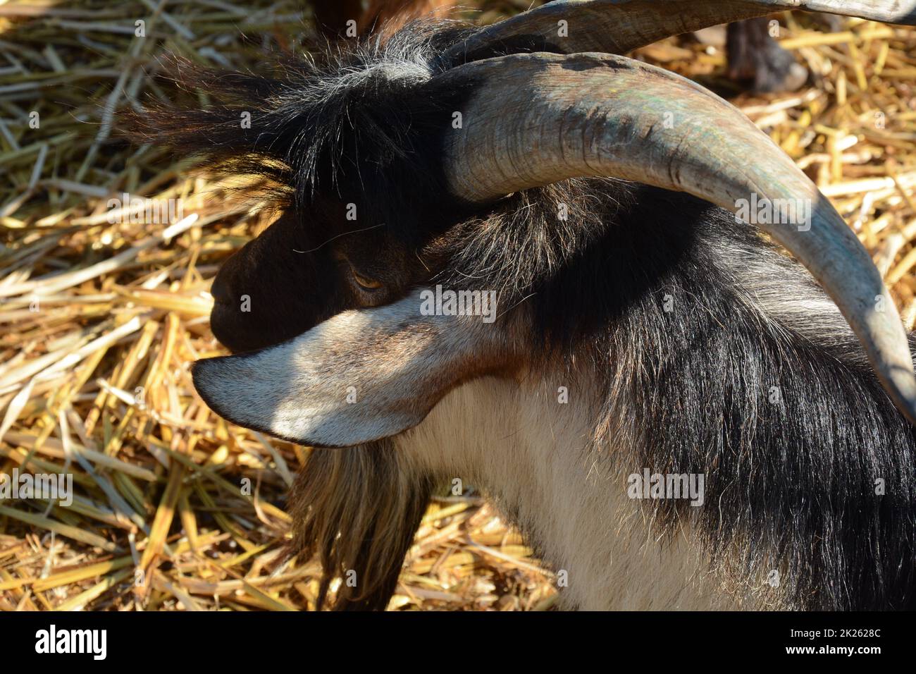 Horn of a goat in a zoo. Domestic Goat at children`s petting zoo Stock ...