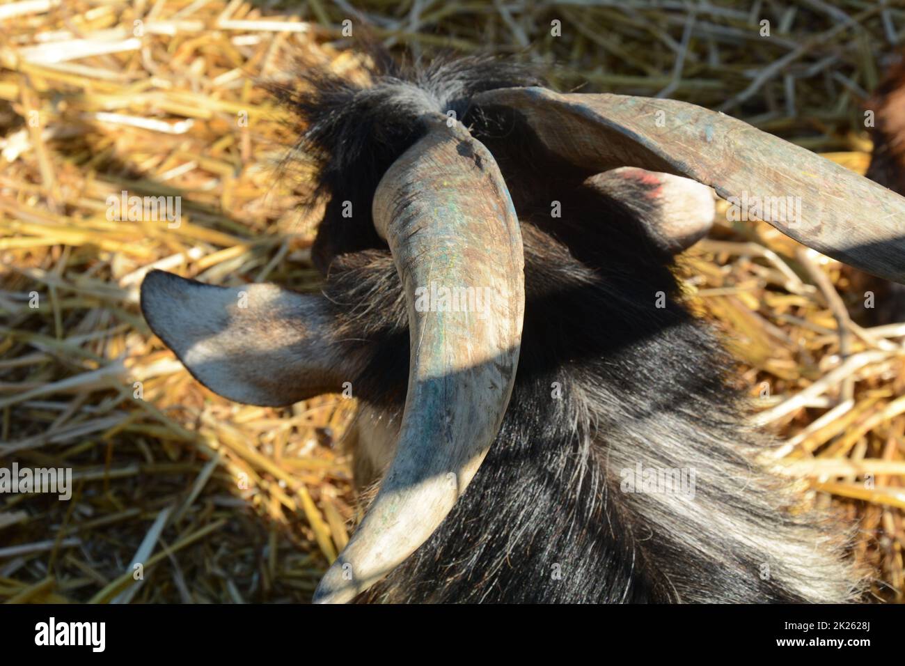 Horn of a goat in a zoo. Domestic Goat at children`s petting zoo Stock ...