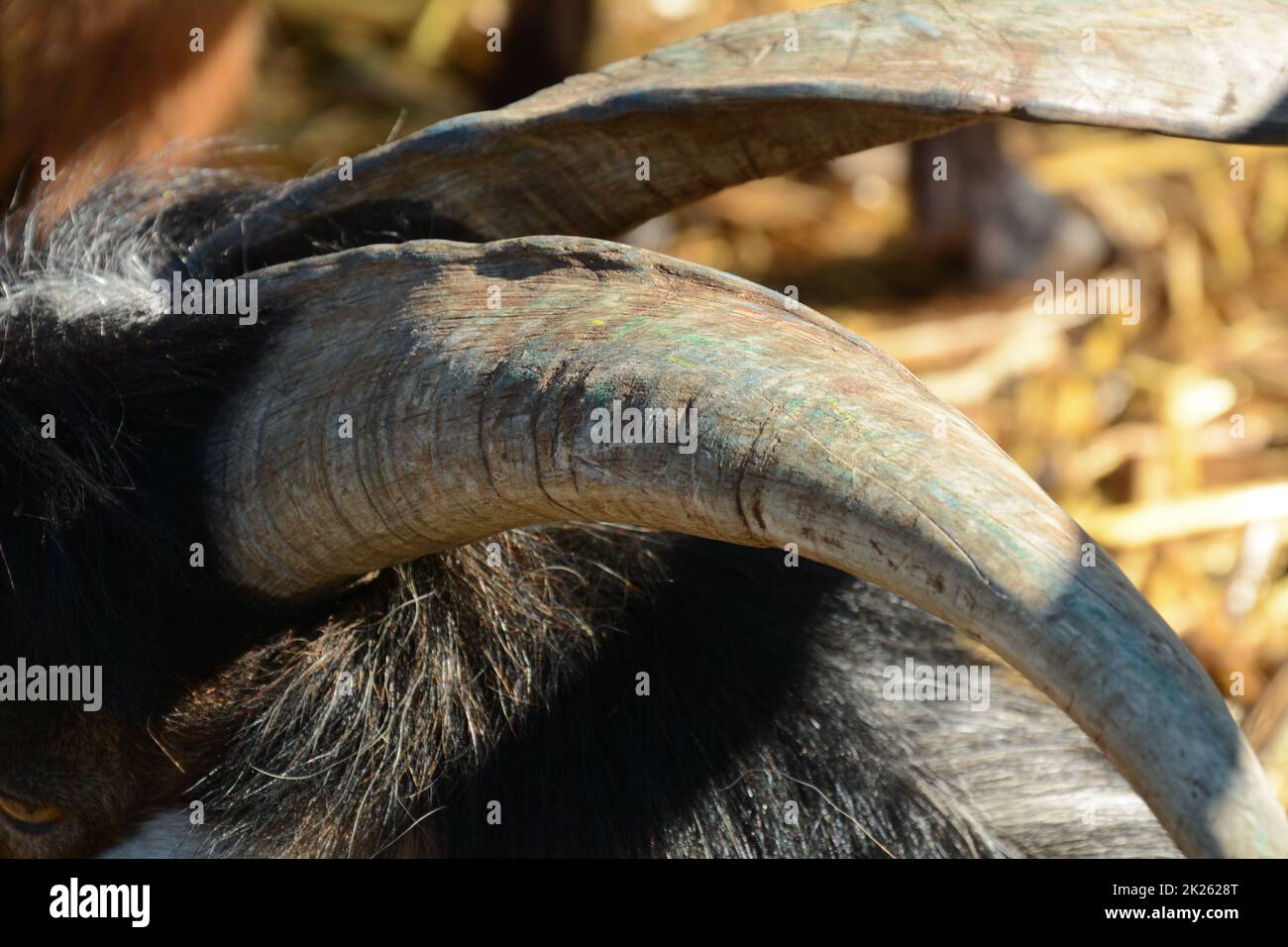 Horn of a goat in a zoo. Domestic Goat at children`s petting zoo Stock ...