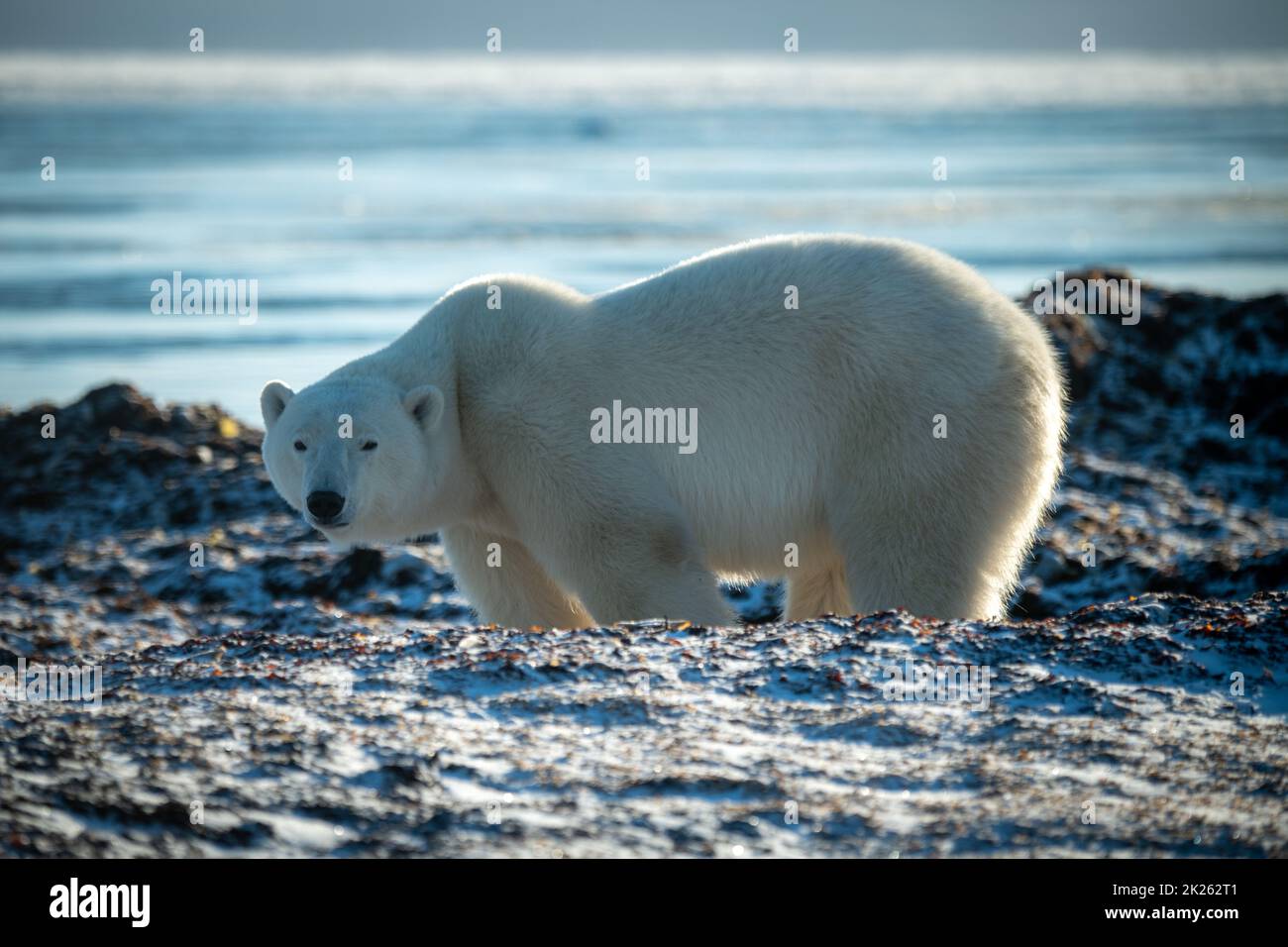 Polar bear stands behind rocks on shoreline Stock Photo - Alamy