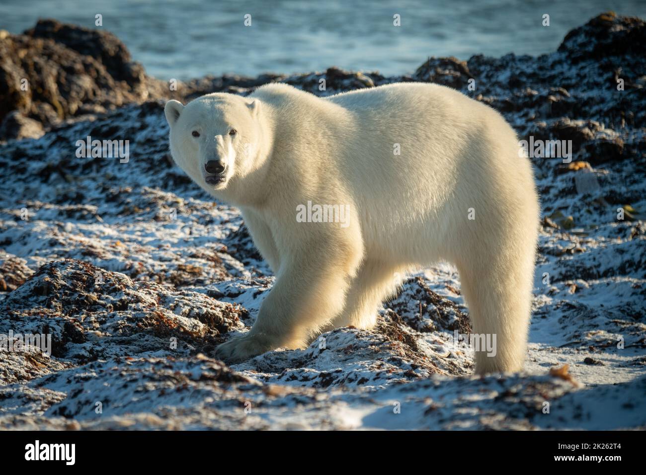 Polar bear on tundra stares at camera Stock Photo - Alamy