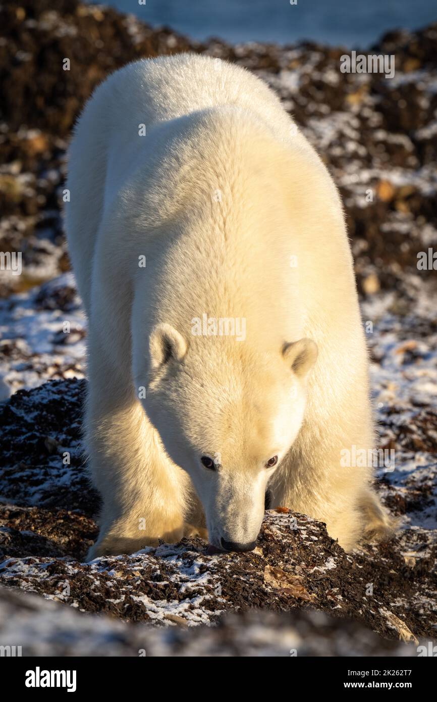 Polar bear feeds on kelp on shore Stock Photo - Alamy