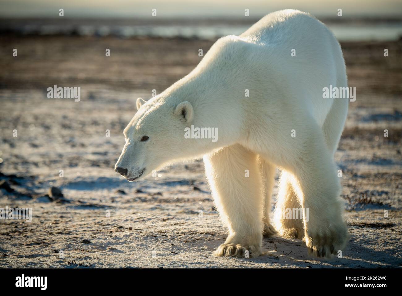 Polar bear bends to stare on tundra Stock Photo - Alamy