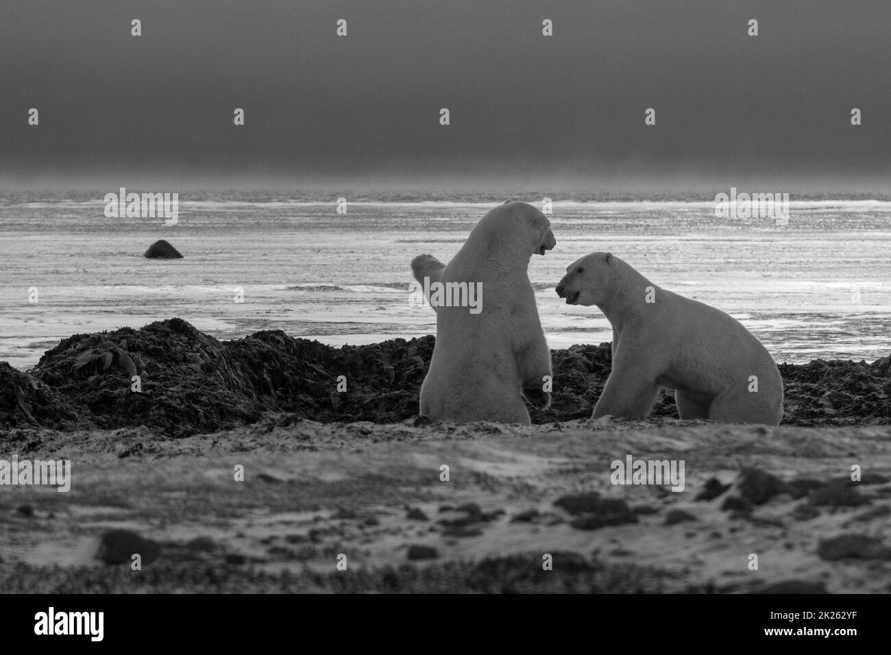 Mono polar bear shows island to another Stock Photo - Alamy