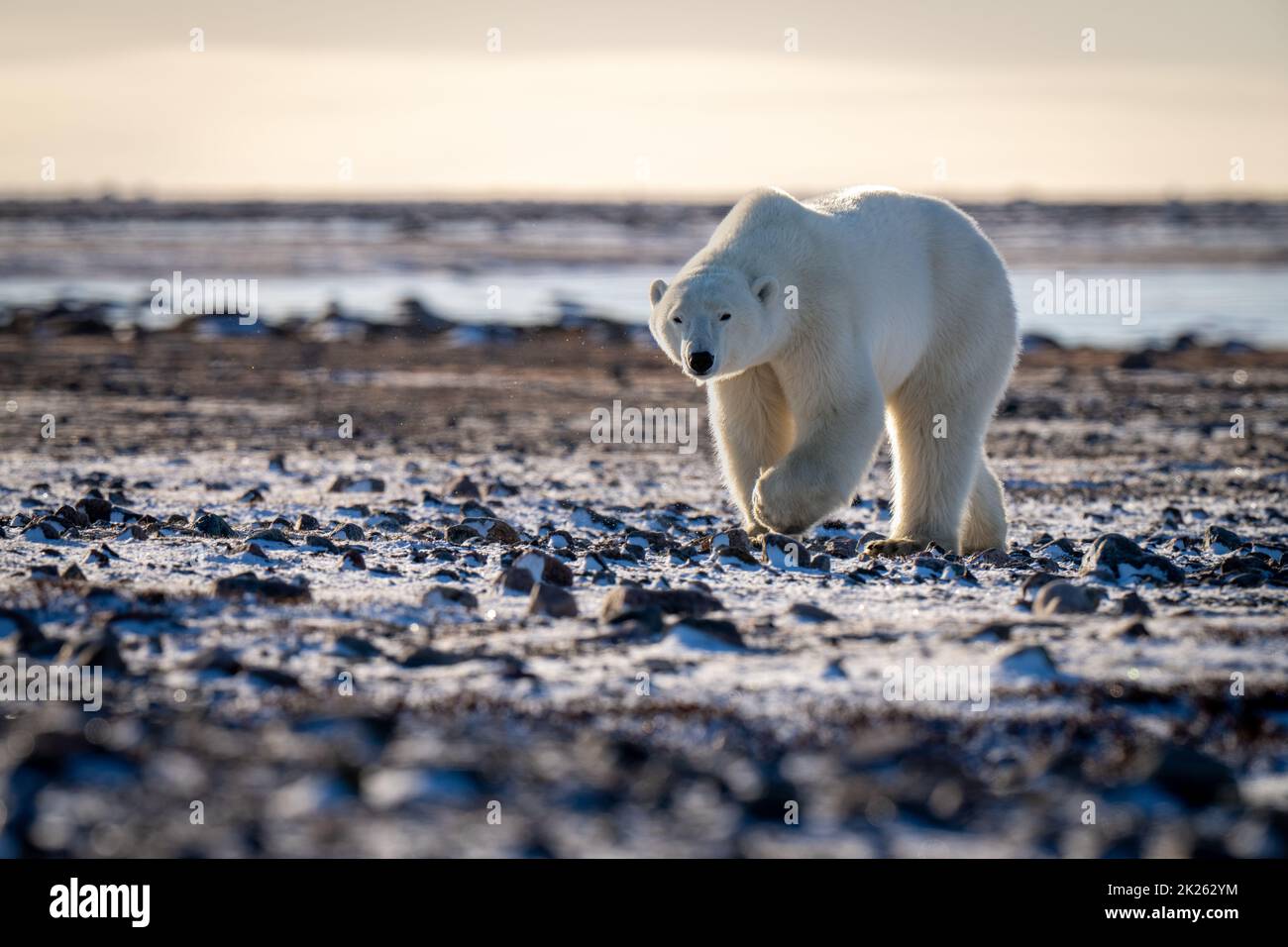 Polar bear walks over tundra in sunshine Stock Photo - Alamy