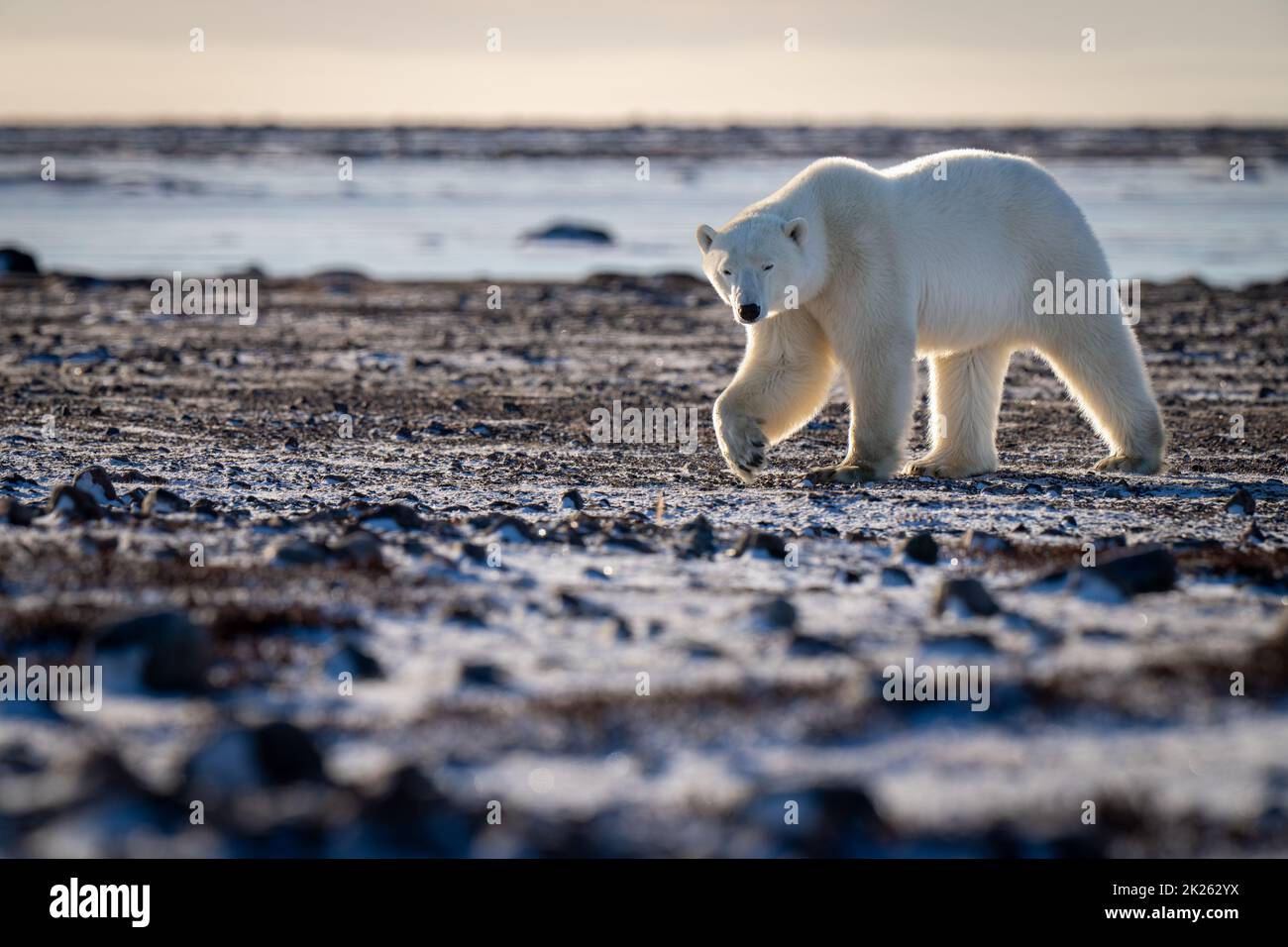 Polar bear walks across tundra in sunshine Stock Photo - Alamy