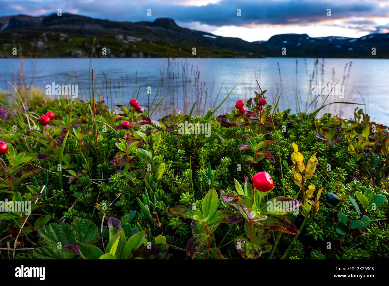 Norway landscape, wild lingonberry and crowberry plants by the stavatn ...