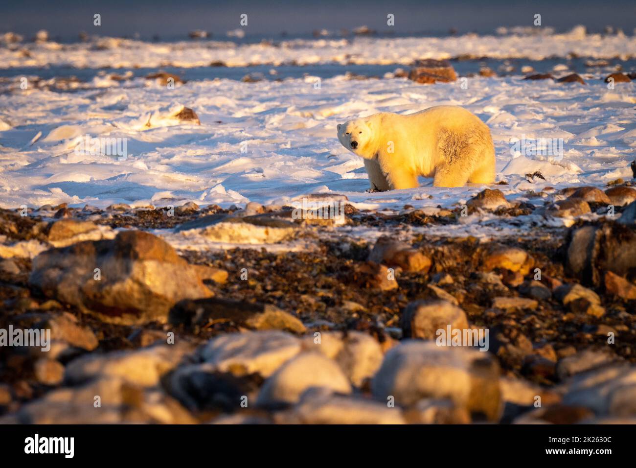 Polar bear standing on tundra among rocks Stock Photo - Alamy