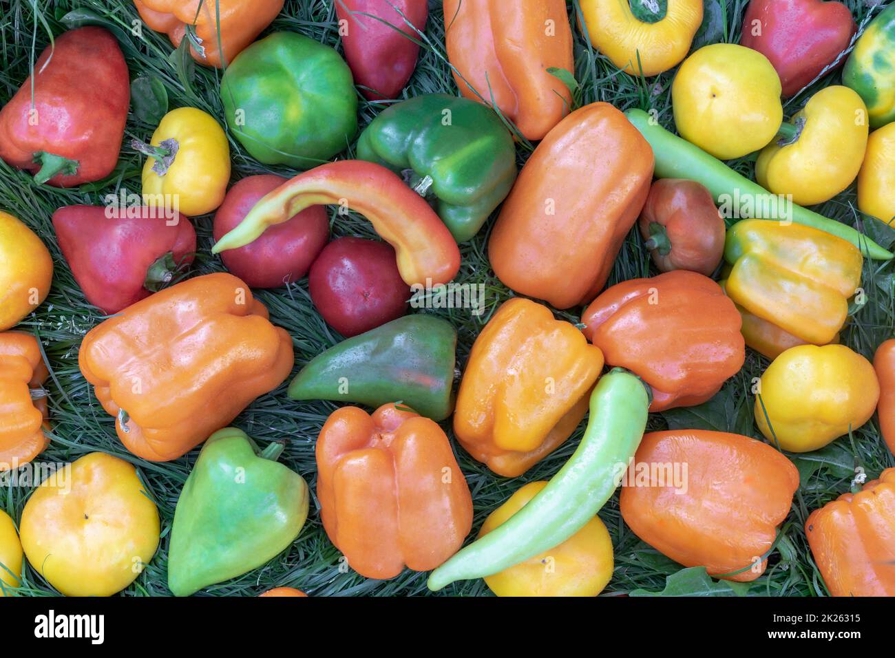 Ripe fruits of Bulgarian pepper on the grass Stock Photo - Alamy