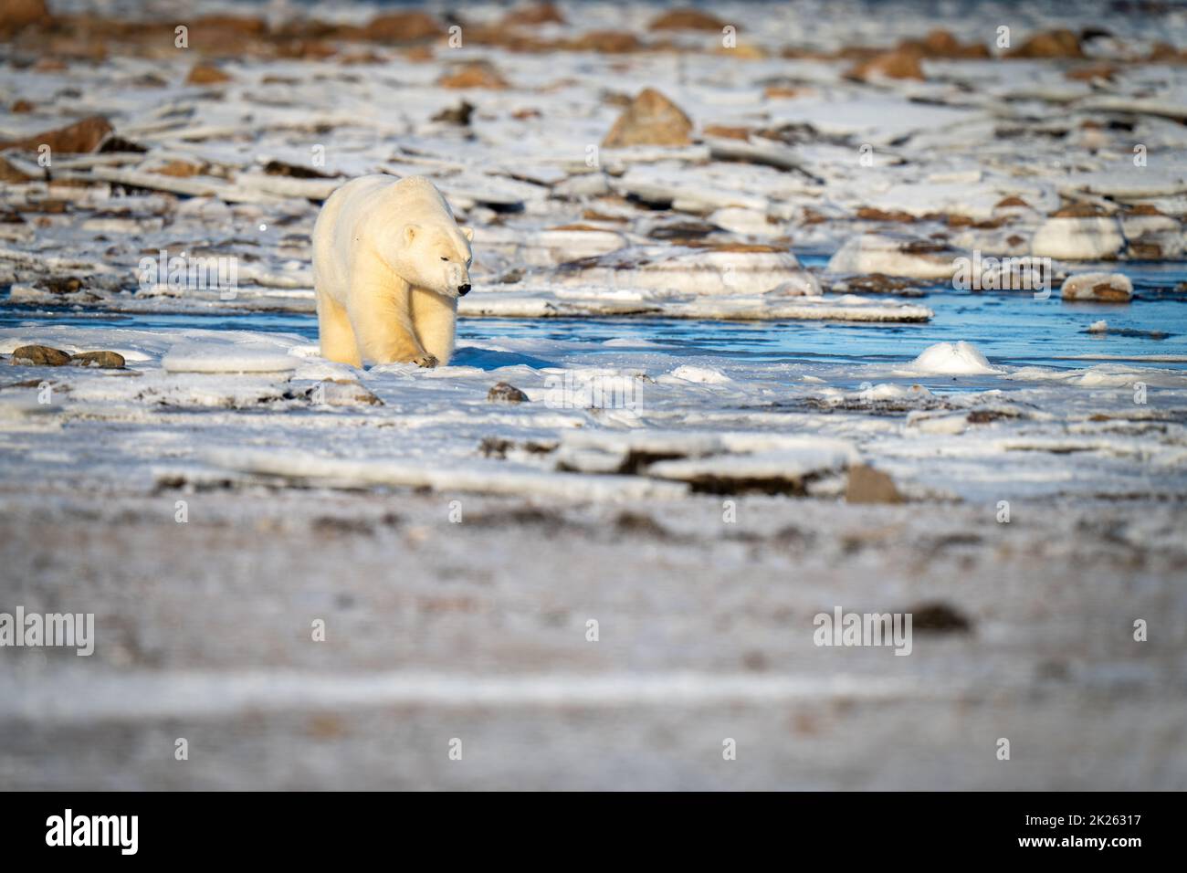Polar bear walks over tundra among rocks Stock Photo - Alamy