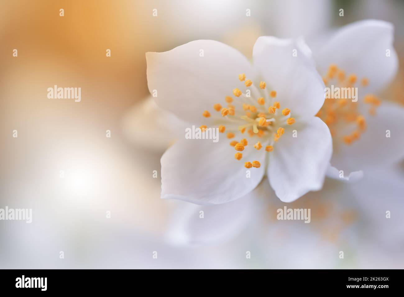 Beautiful Macro Photo.Magic Flowers.Border Art Design. Extreme Close up ...