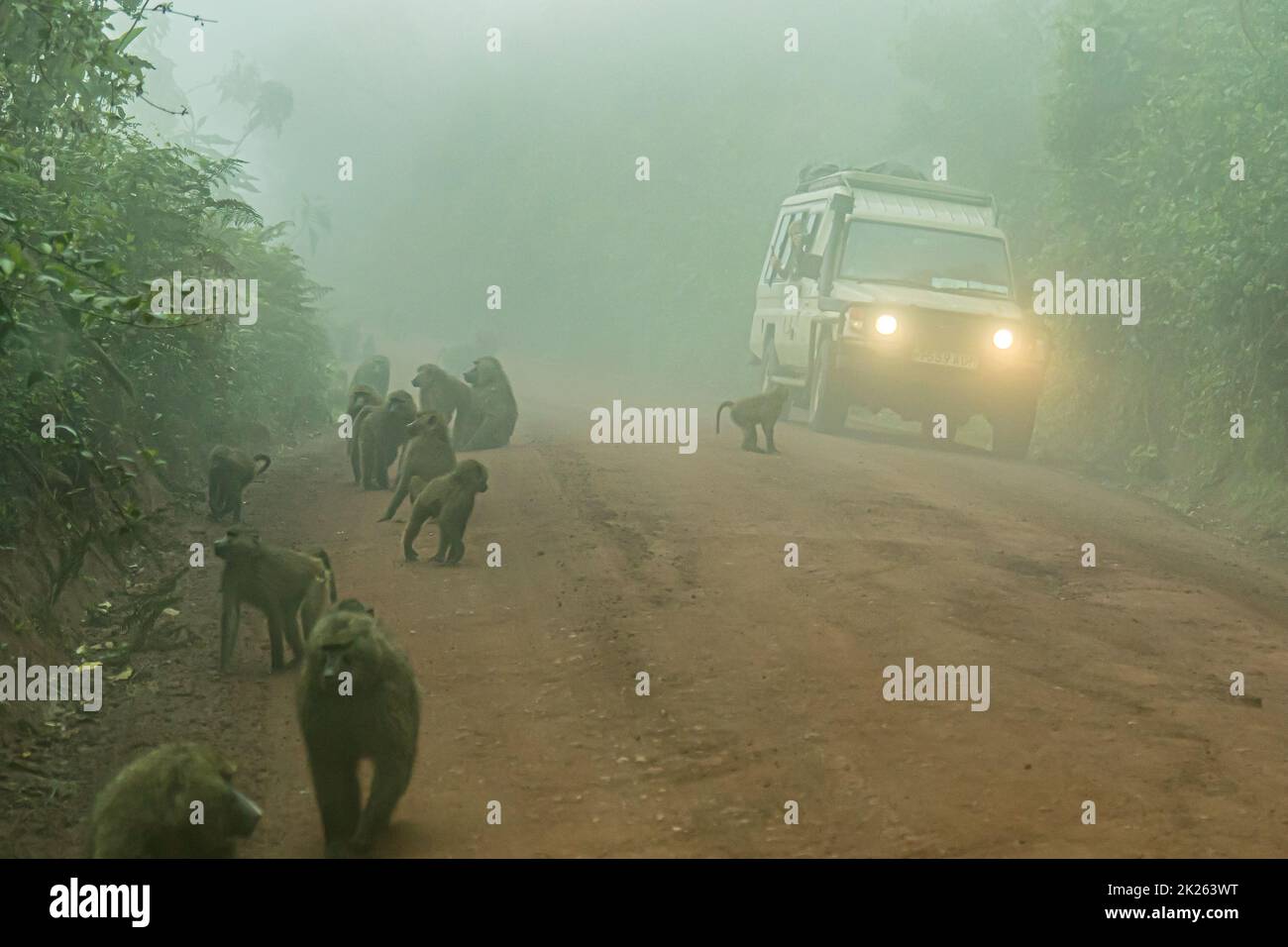 Monkeys and baboons photographed in the early morning during a ...