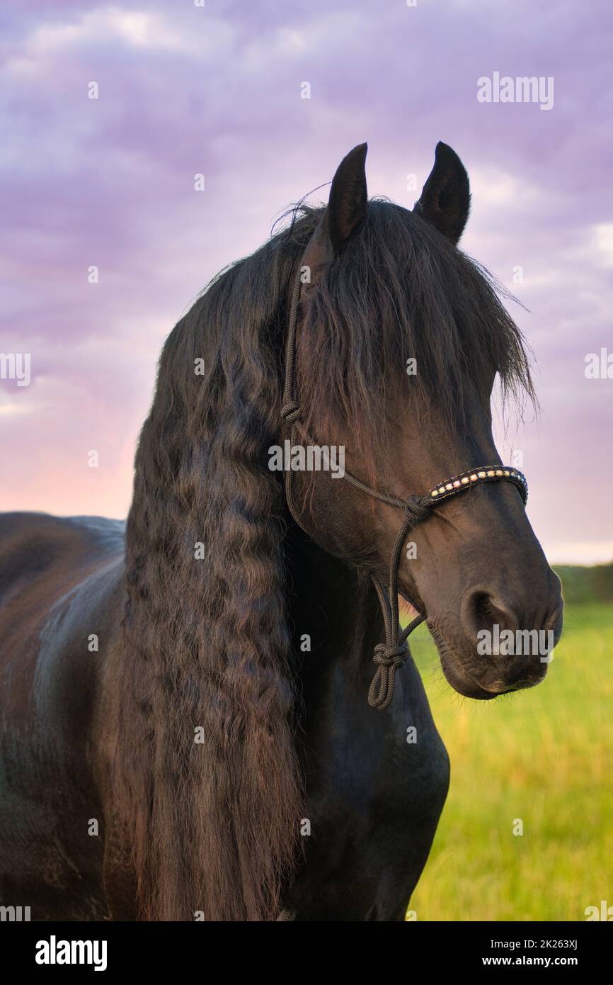 Portrait of a beautiful black friesian horse Stock Photo - Alamy