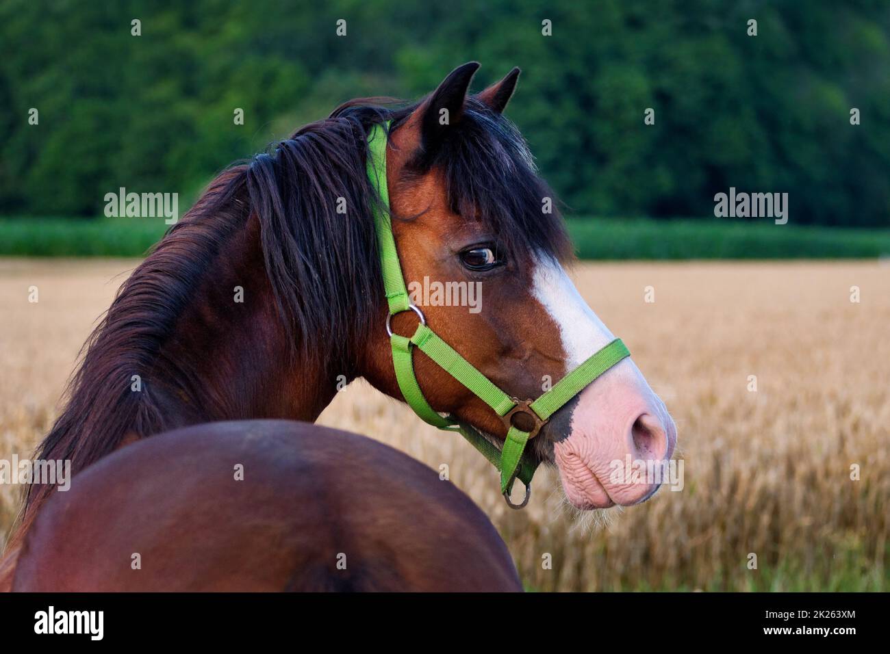 Portrait of a pretty bay pony Stock Photo - Alamy