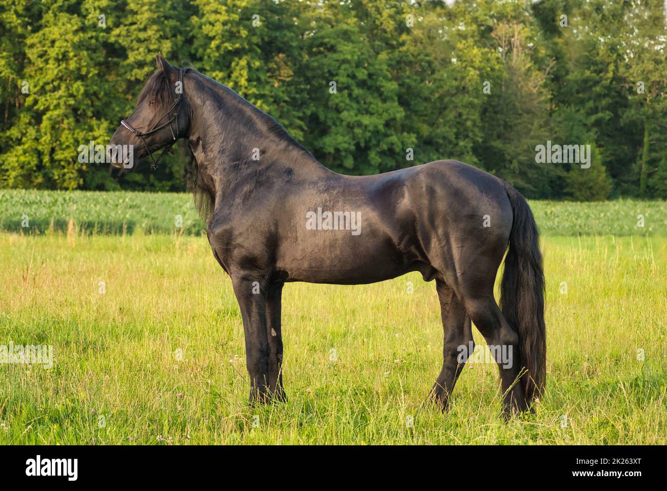 A beautiful black friesian horse, photographed at golden hour Stock ...
