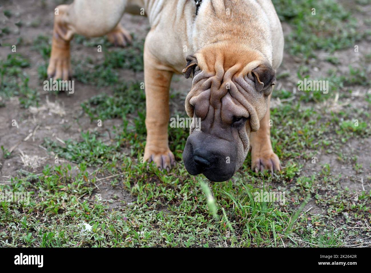 Sharpey dog sharpei hi-res stock photography and images - Alamy