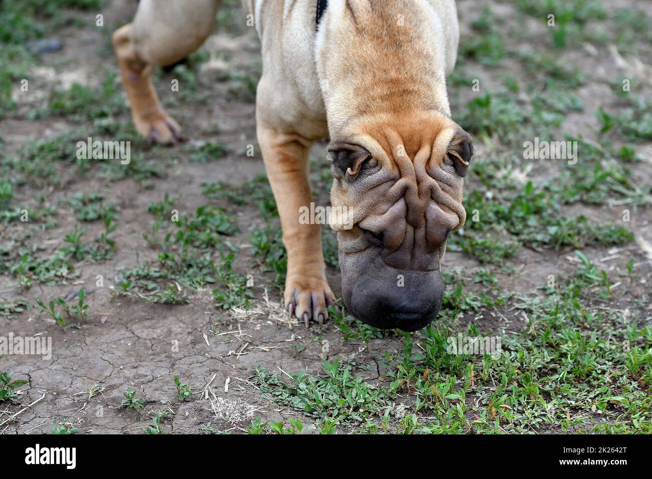 Sharpey breed dog Stock Photo - Alamy