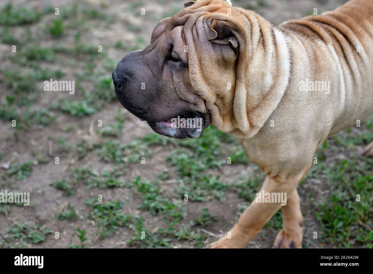 Sharpey breed dog Stock Photo - Alamy