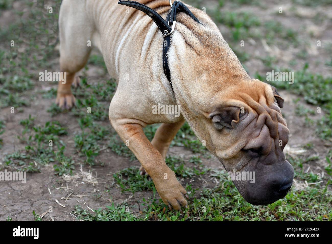 Sharpey dog sharpei hi-res stock photography and images - Alamy