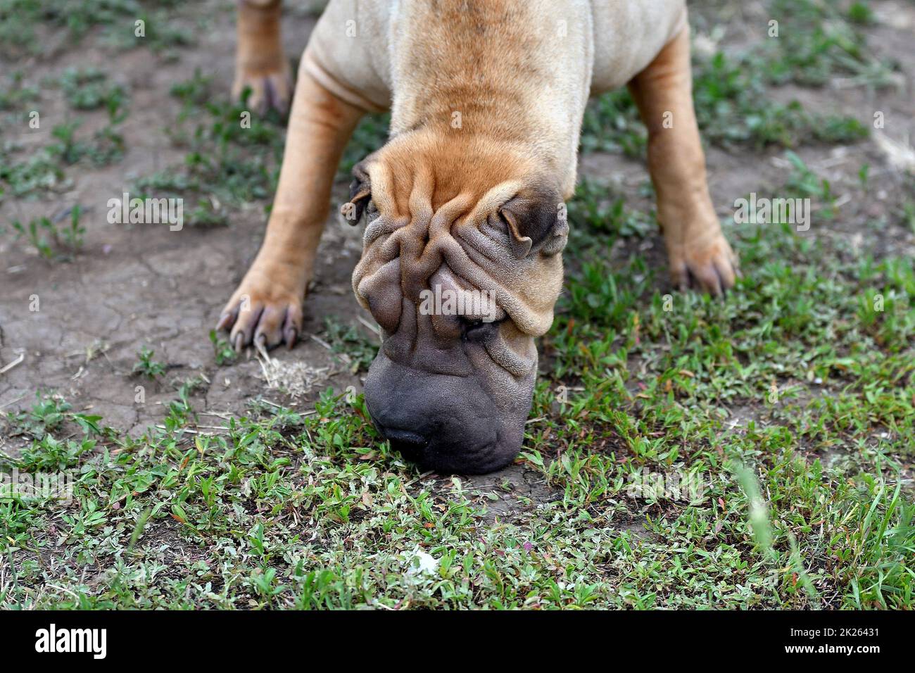 Sharpey breed dog Stock Photo - Alamy