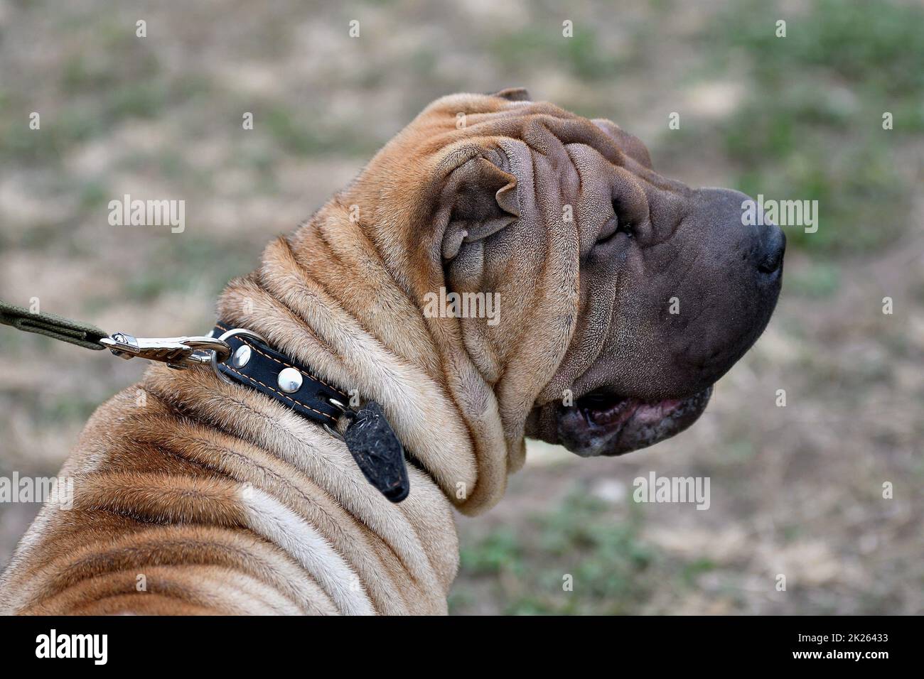 Sharpey breed dog Stock Photo - Alamy