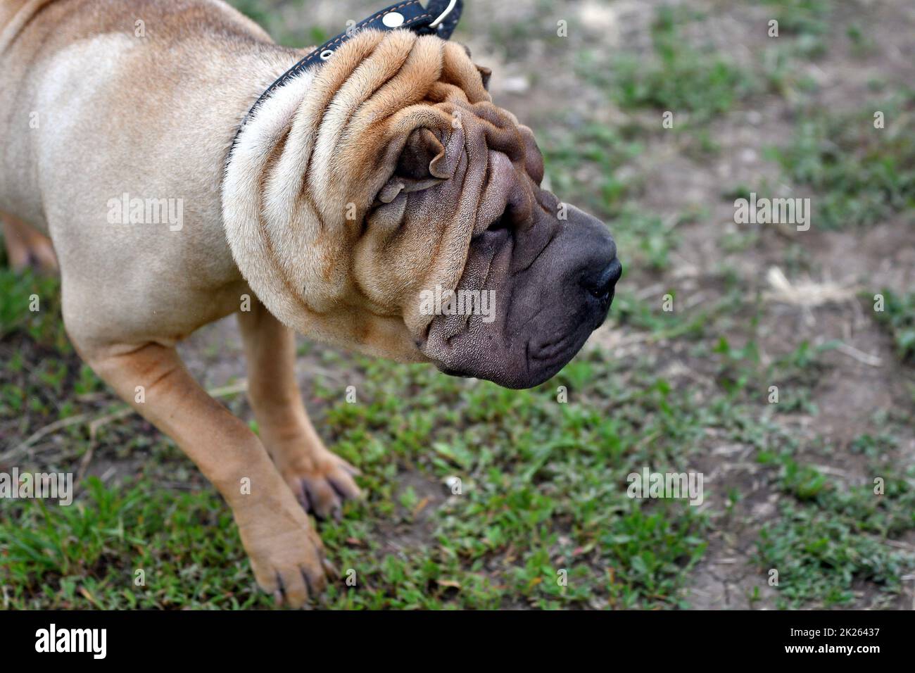 Sharpey breed dog Stock Photo - Alamy