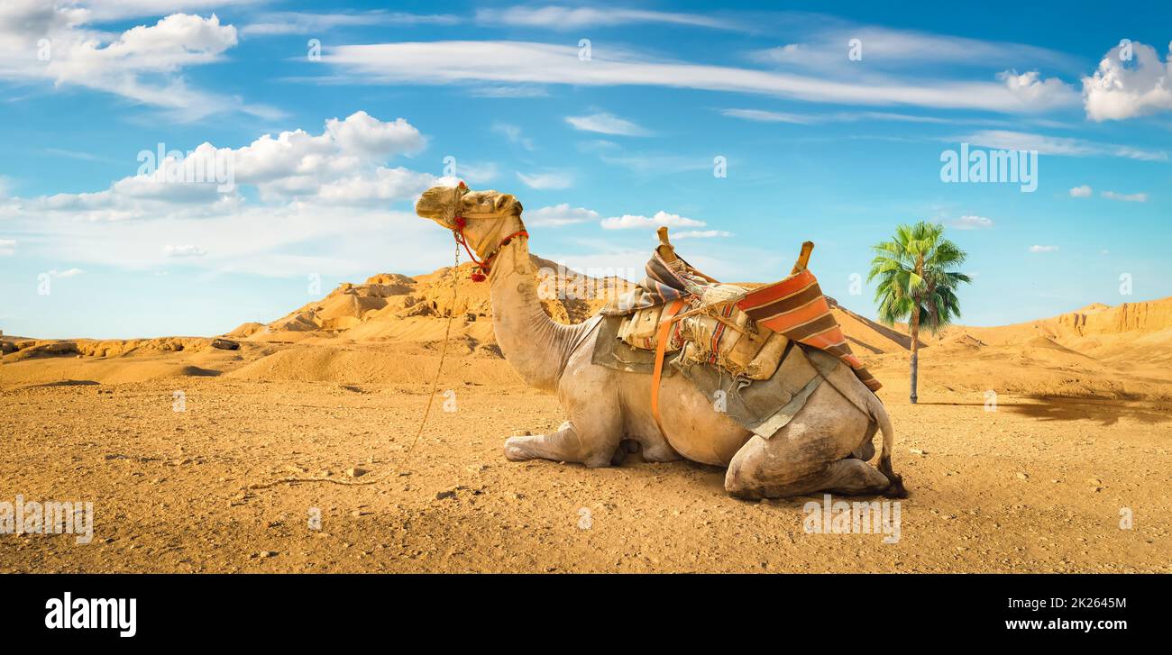 Camel and the desert Stock Photo - Alamy