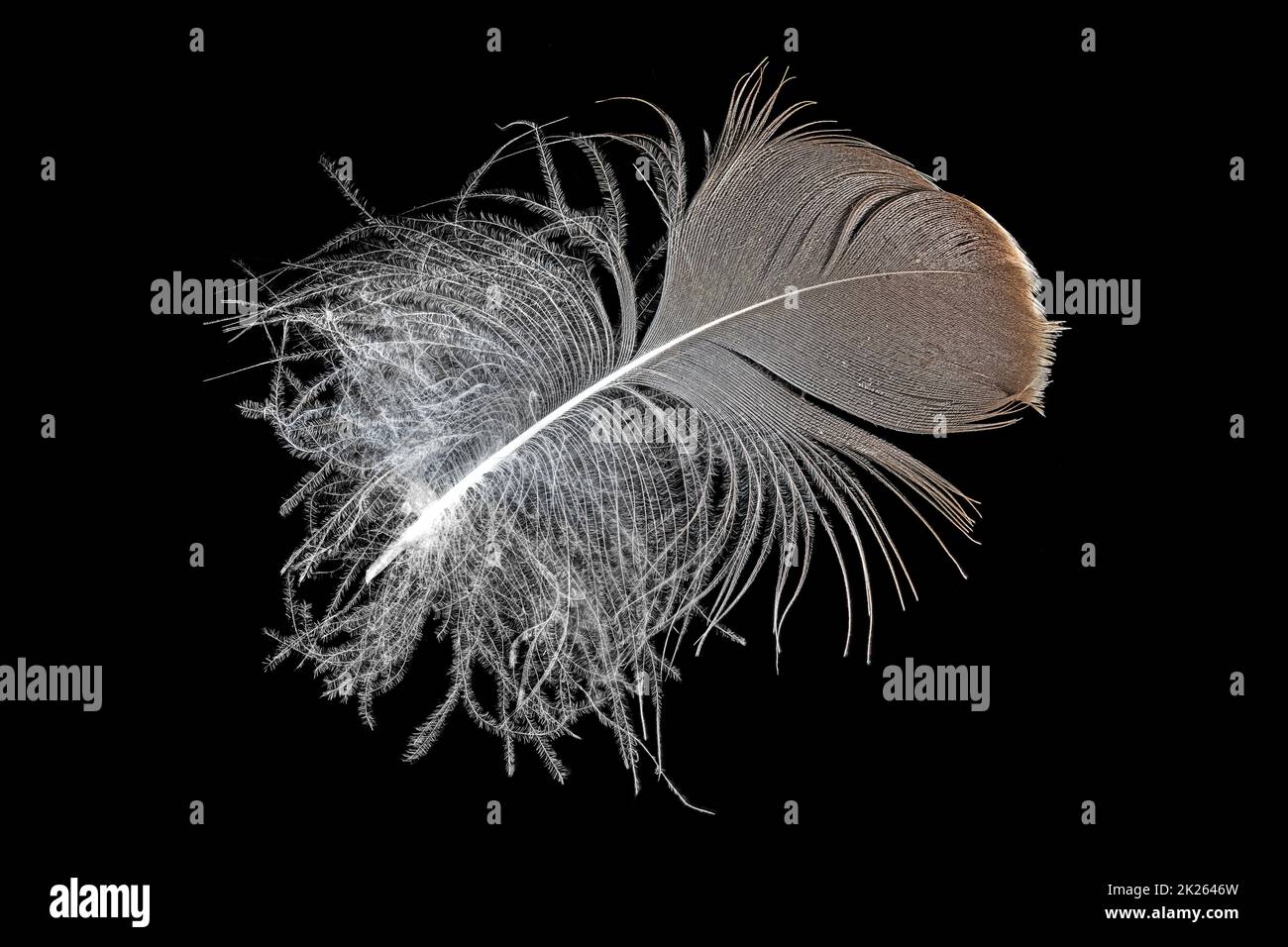 Shot goose hi-res stock photography and images - Alamy