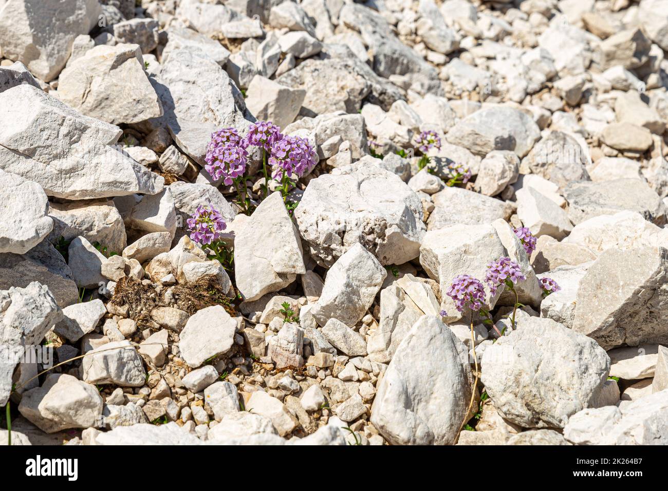 the purple Alpine poppy Stock Photo - Alamy