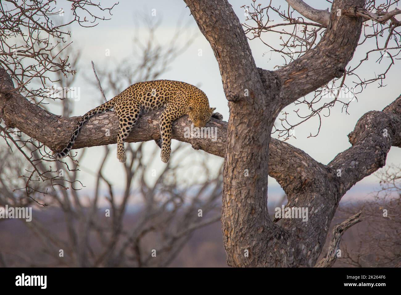 leopard sleeping on a tree Stock Photo - Alamy