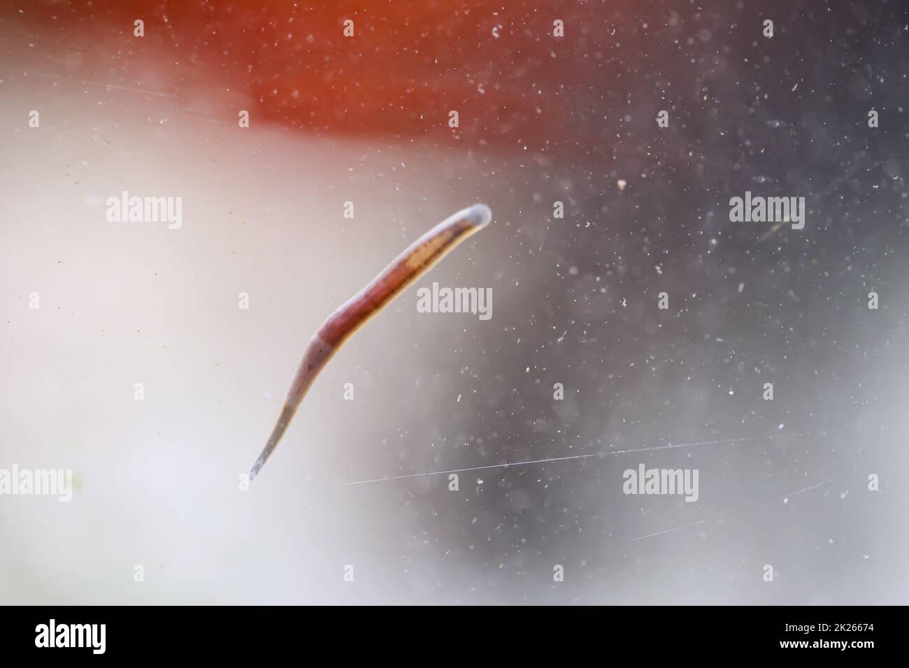 Hirudology hi-res stock photography and images - Alamy